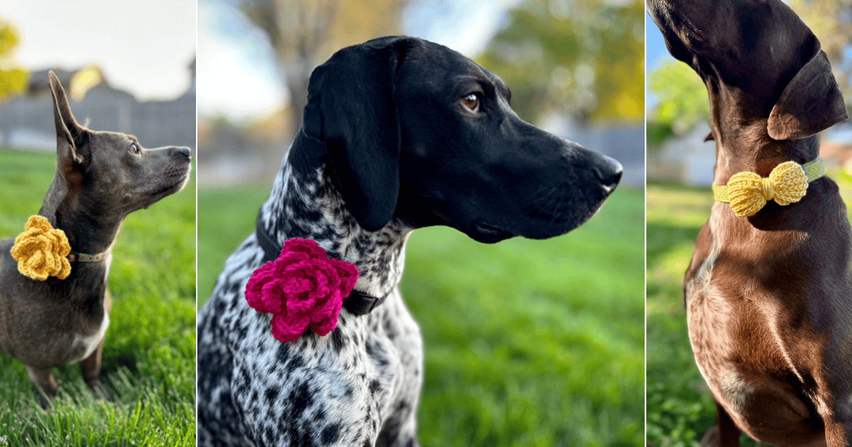Dog Collar Embellishment Free Crochet Patterns - Heart Hook Home